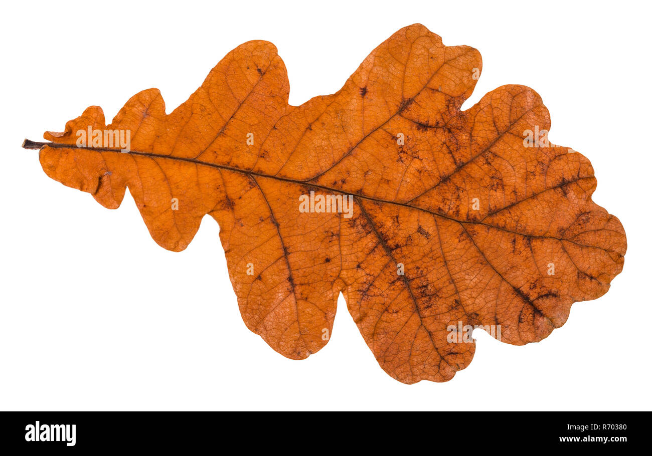 back side of fallen dried leaf of oak tree Stock Photo - Alamy