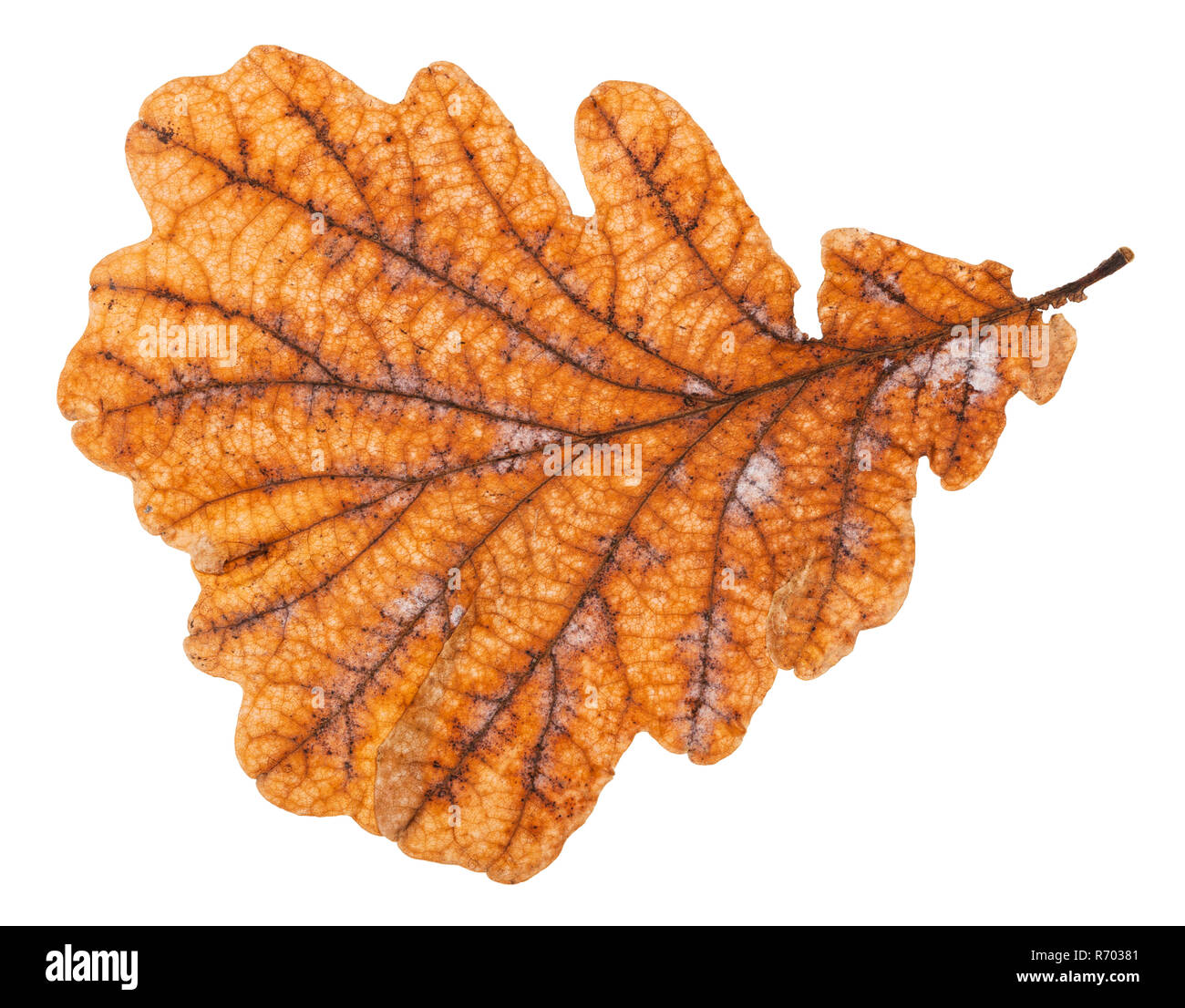 back side of autumn rotten leaf of oak tree Stock Photo - Alamy