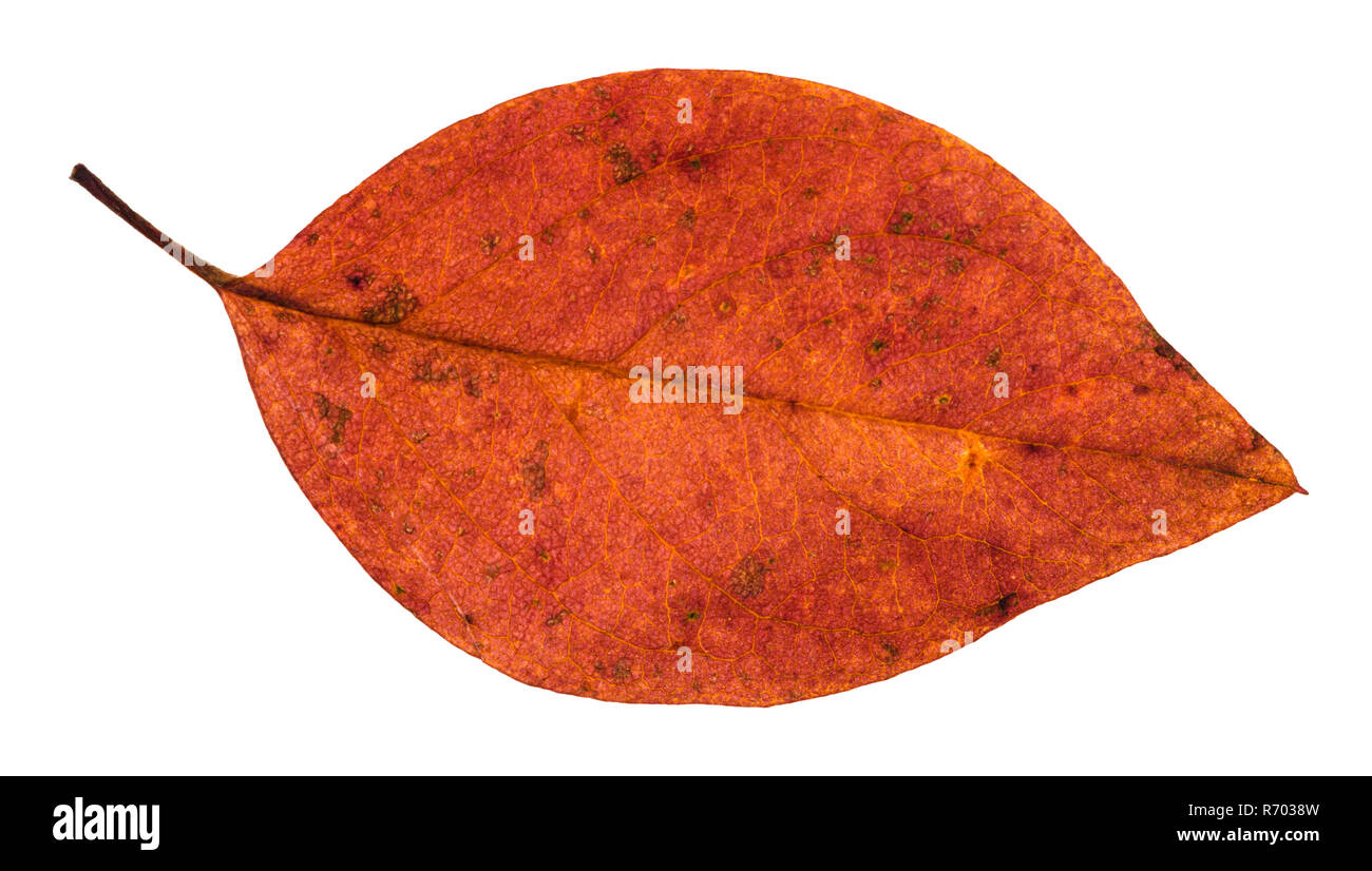 Natural apple tree flat Cut Out Stock Images & Pictures - Alamy