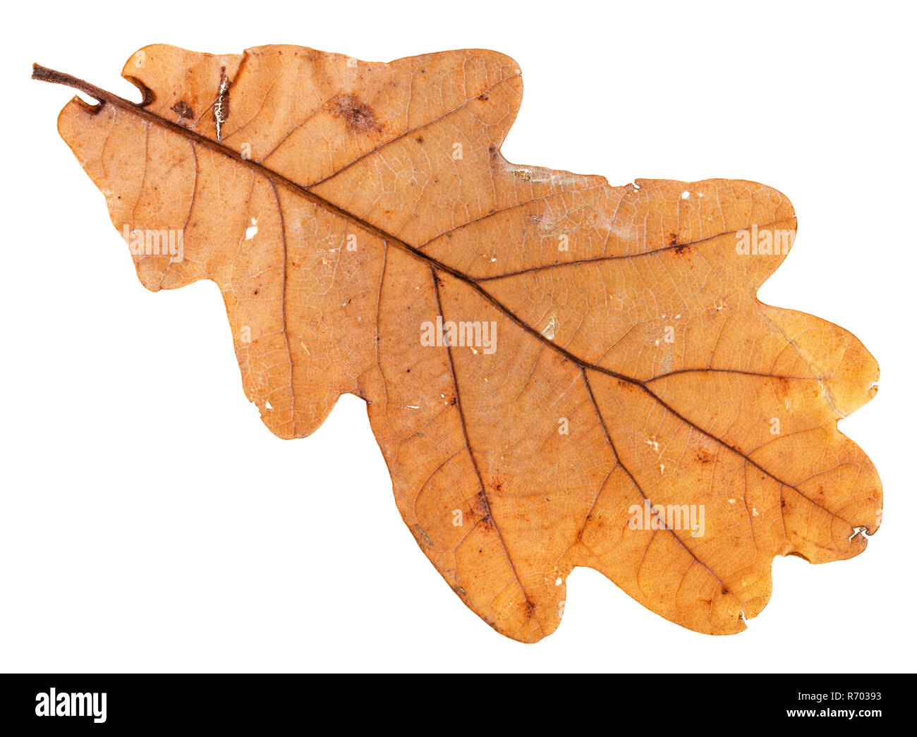 Common oak tree quercus Cut Out Stock Images & Pictures - Alamy