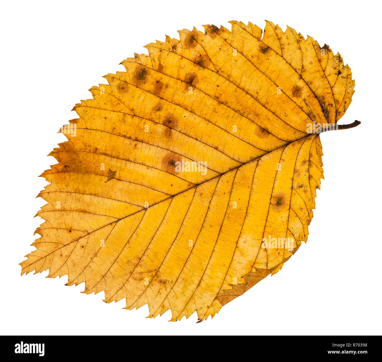 Rotten and fallen tree Cut Out Stock Images & Pictures - Alamy