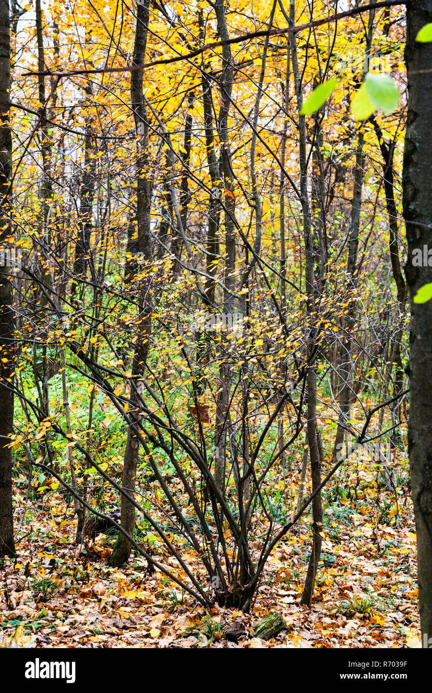bush and fallen leaves in urban park in autumn Stock Photo - Alamy