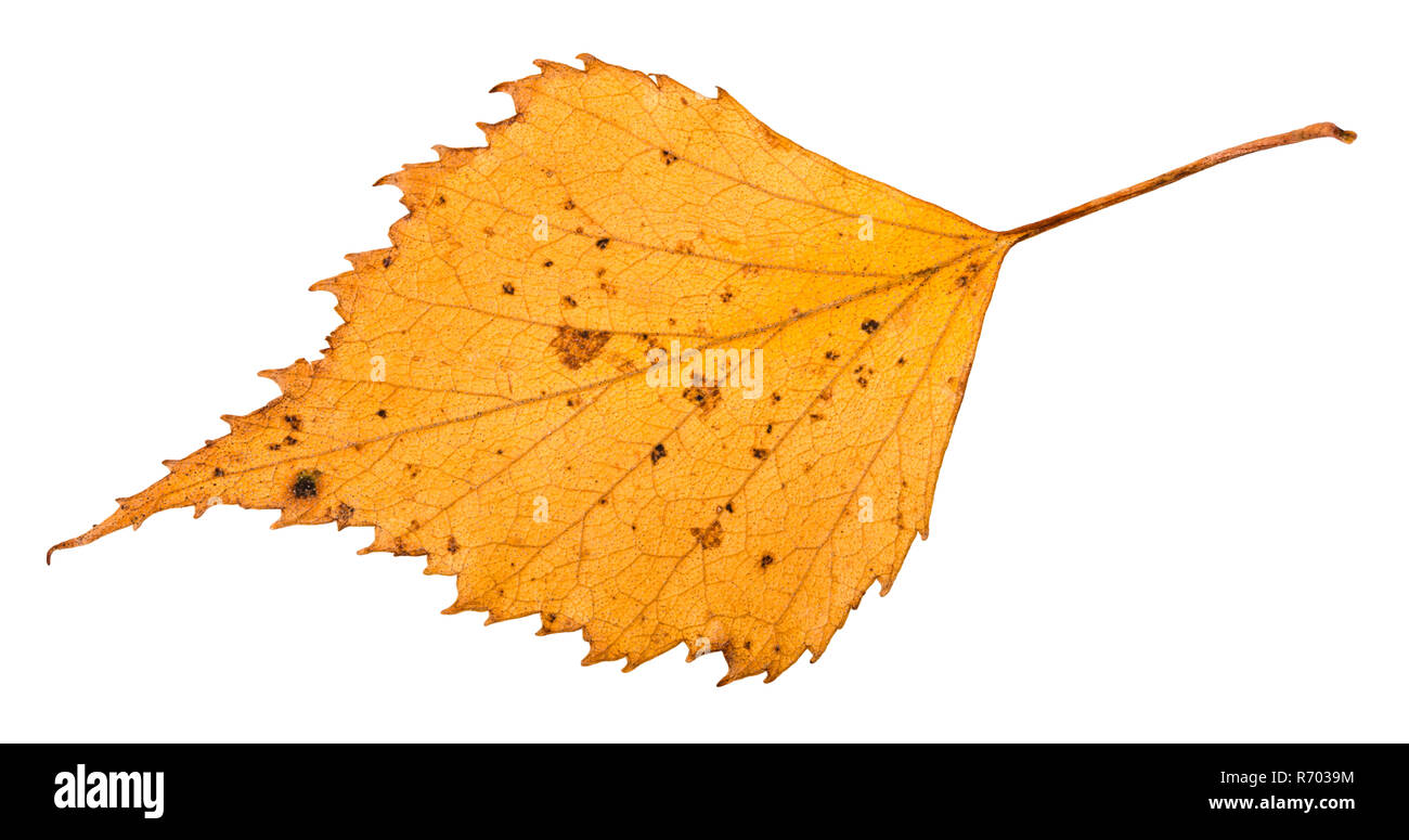 dried leaf of birch tree isolated on white Stock Photo - Alamy