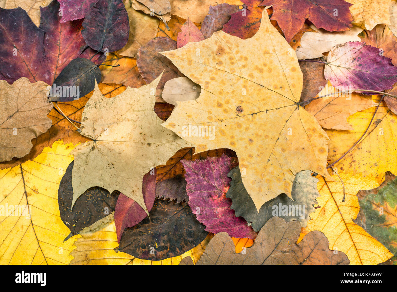 Fallen red alder tree hi-res stock photography and images - Alamy