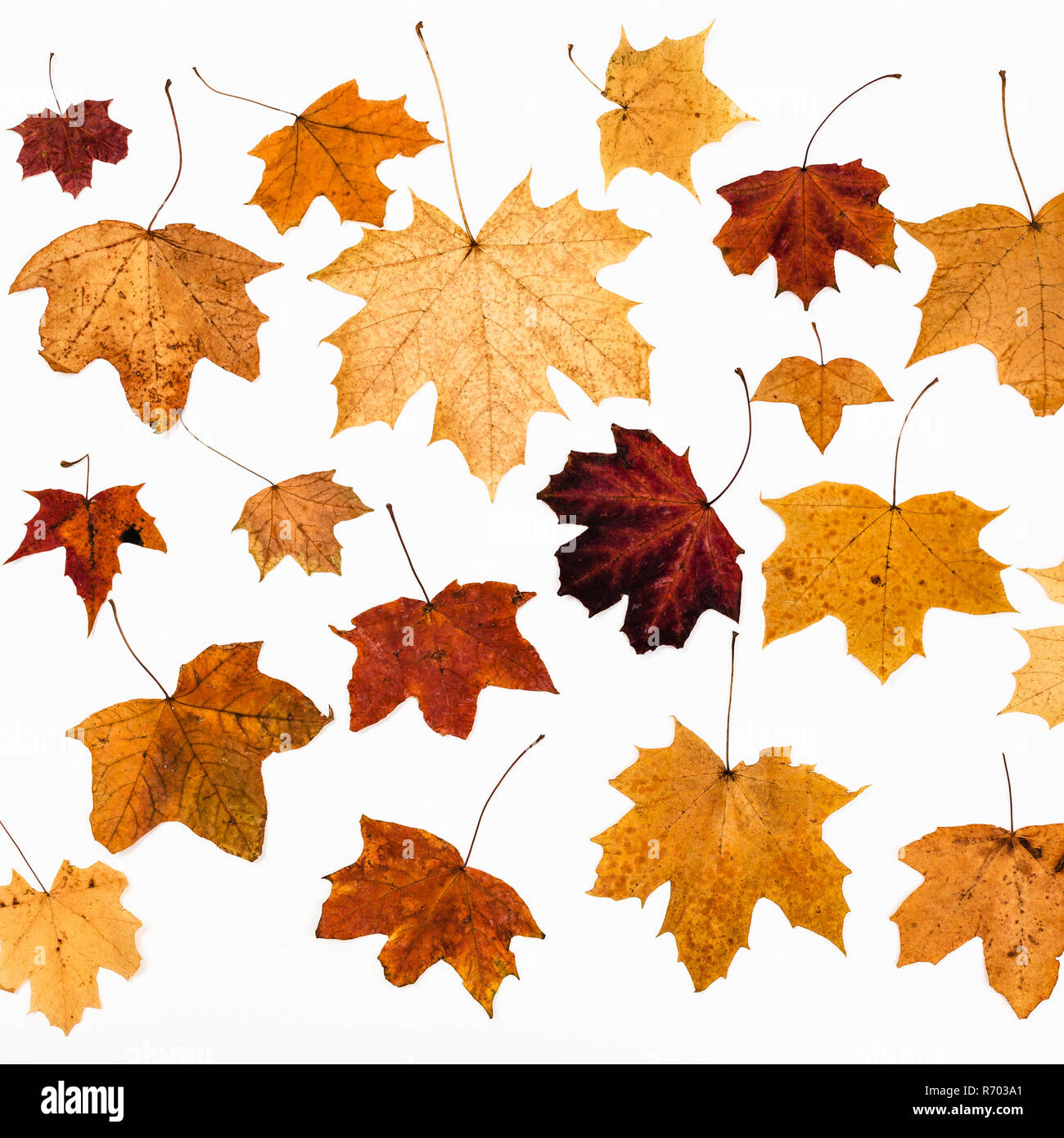 collage from maple autumn leaves on white Stock Photo - Alamy
