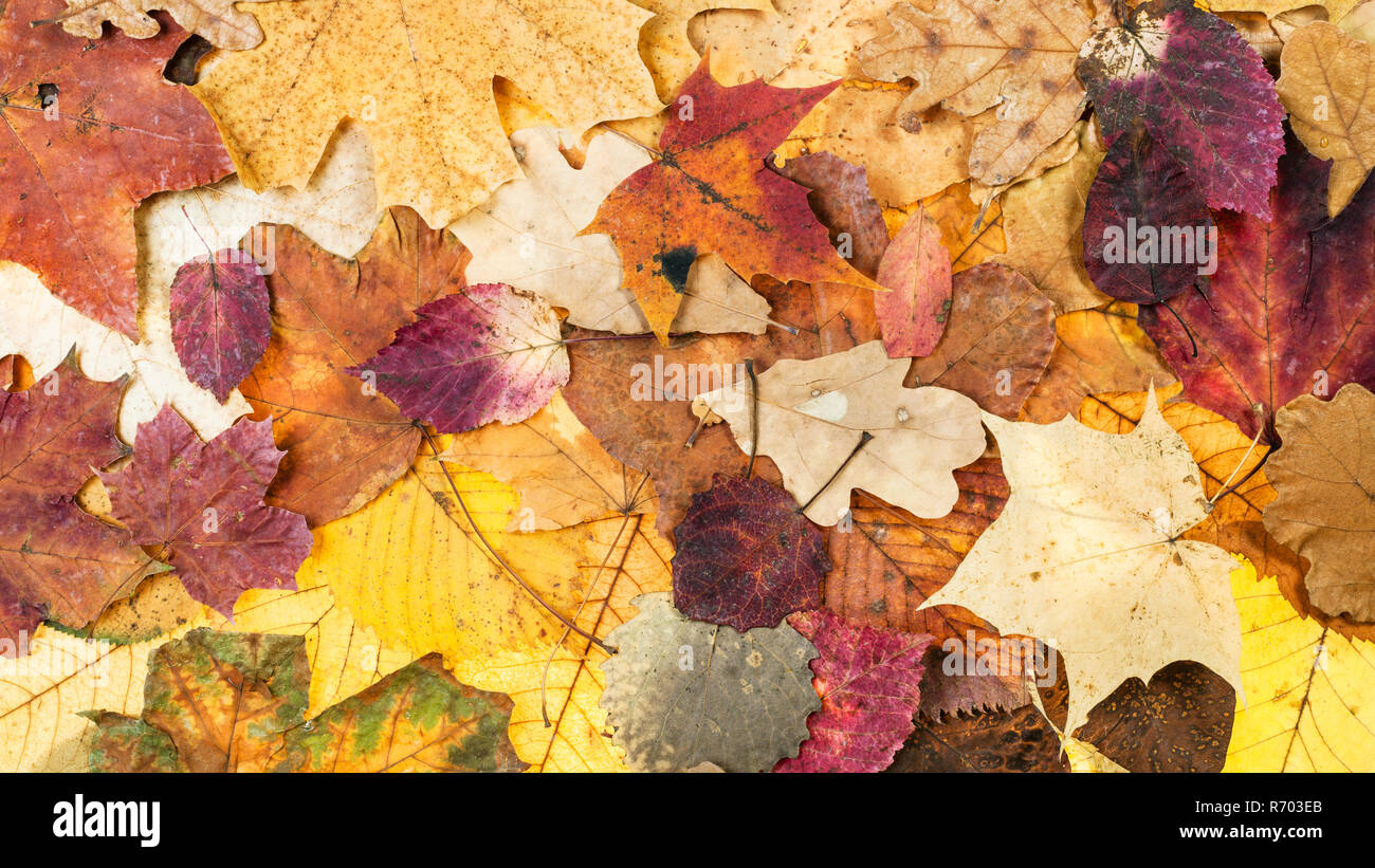 Fallen red alder tree hi-res stock photography and images - Alamy