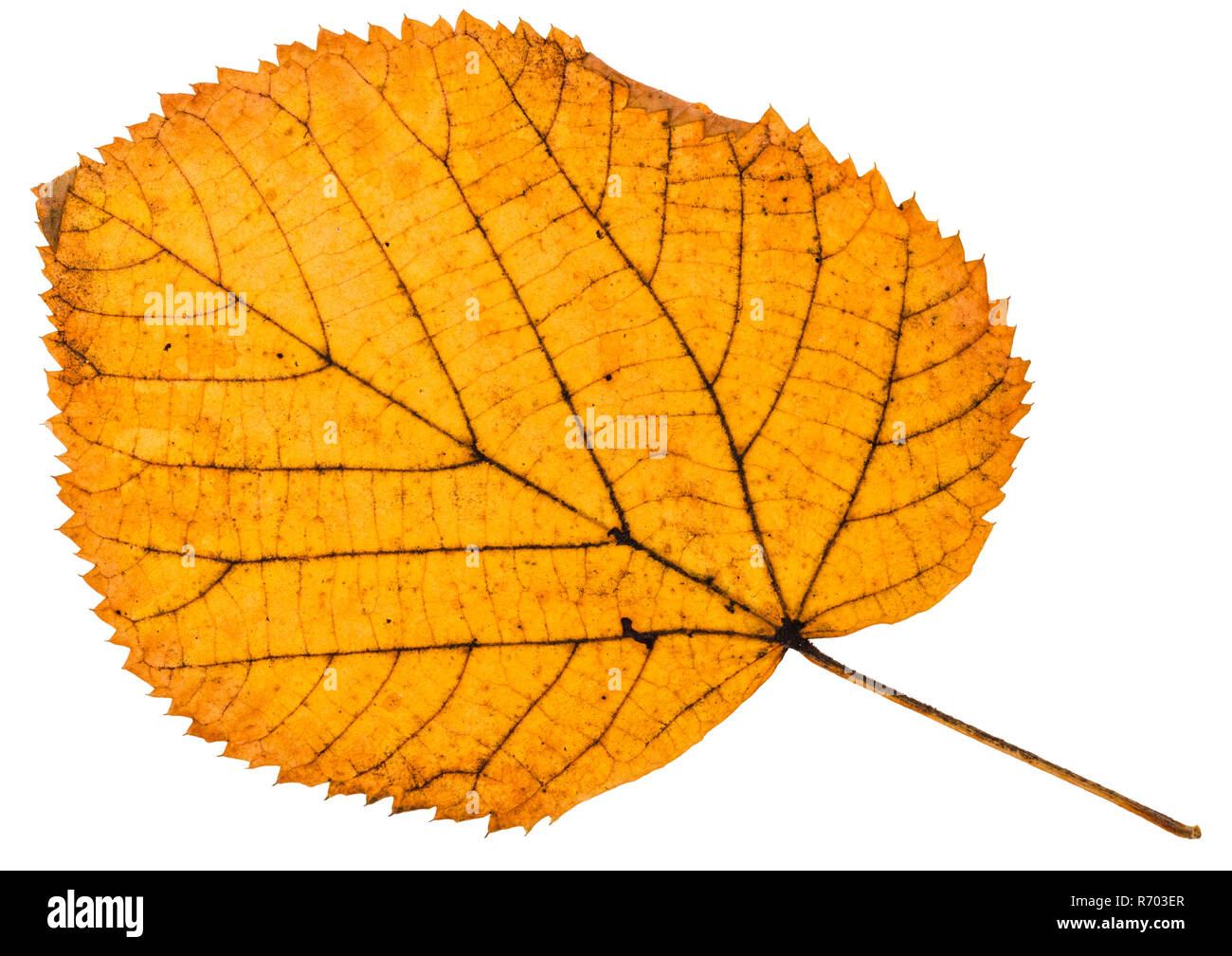 fallen autumn leaf of linden tree isolated Stock Photo - Alamy