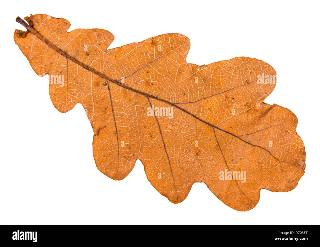 back side of autumn fallen leaf of oak tree Stock Photo - Alamy
