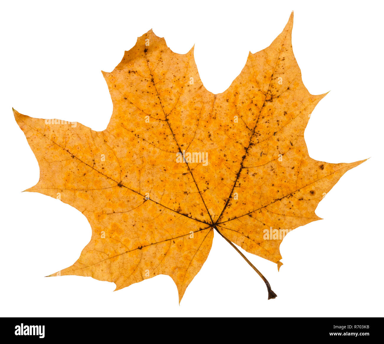 broken autumn leaf of maple tree isolated Stock Photo - Alamy