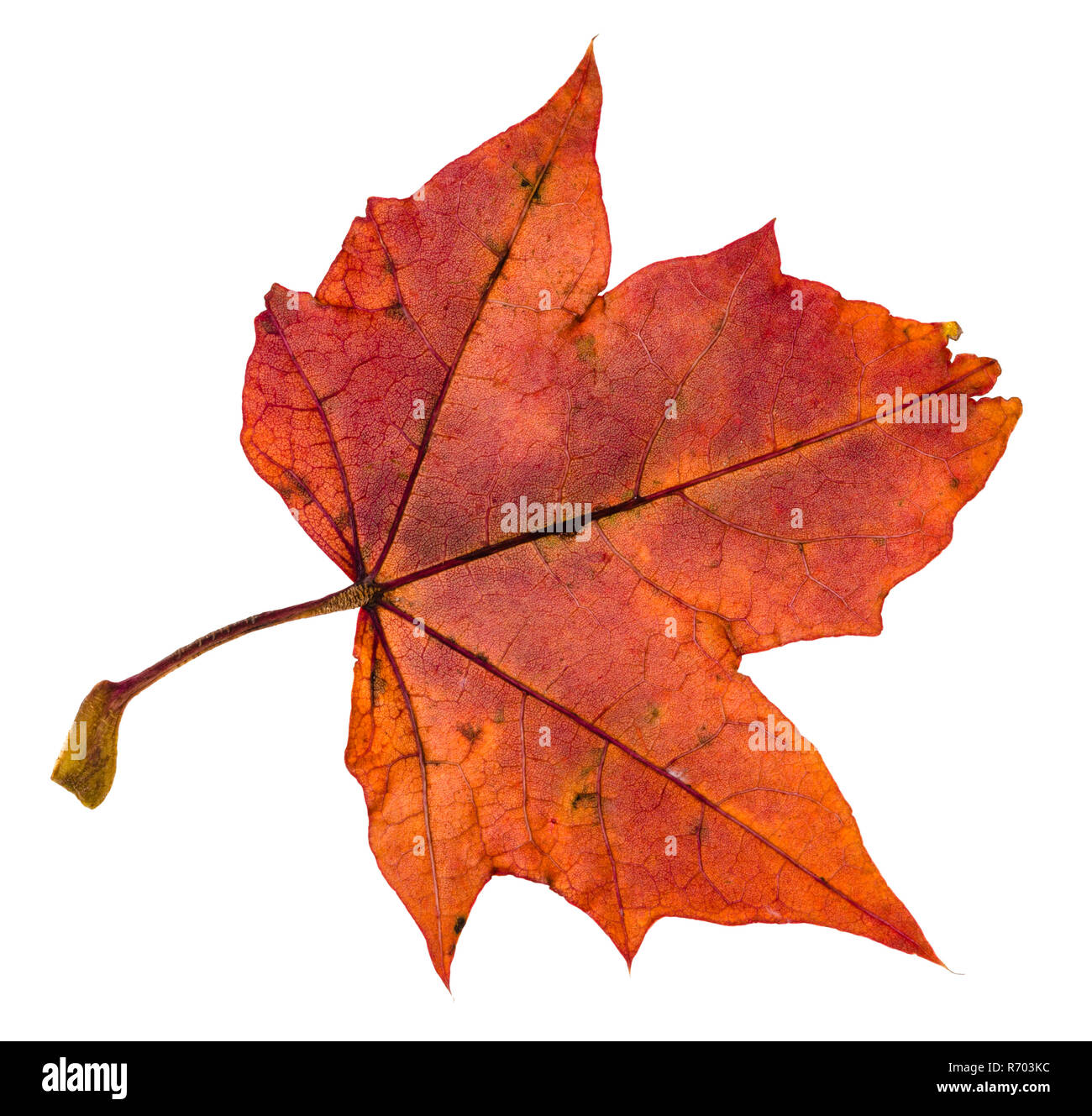 back side of red autumn leaf of maple tree Stock Photo - Alamy