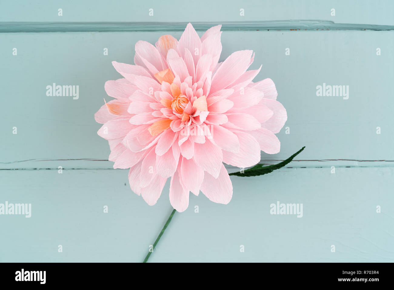 Single paper dahlia flower Stock Photo - Alamy