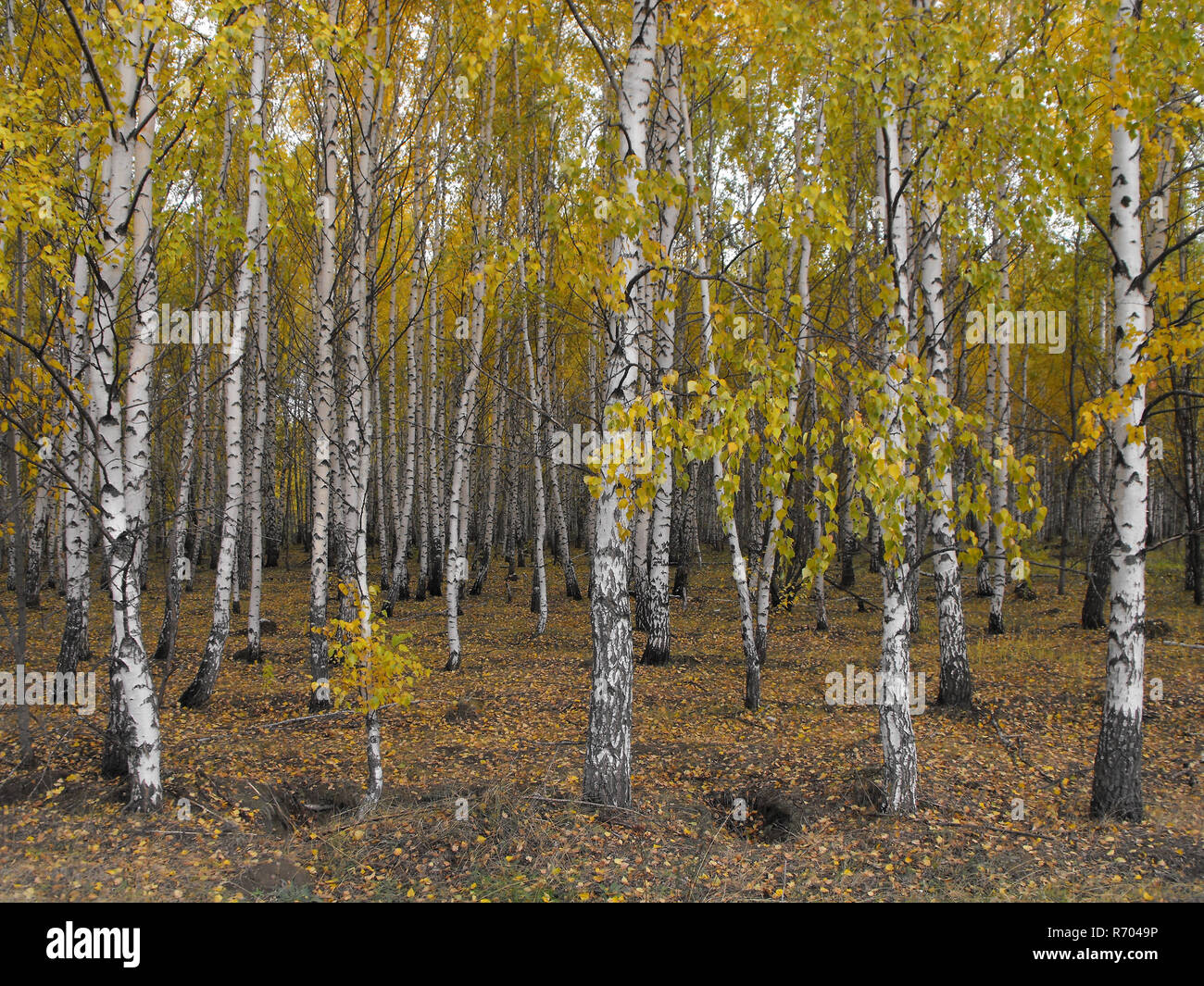 A grove of birch trees Stock Photo - Alamy