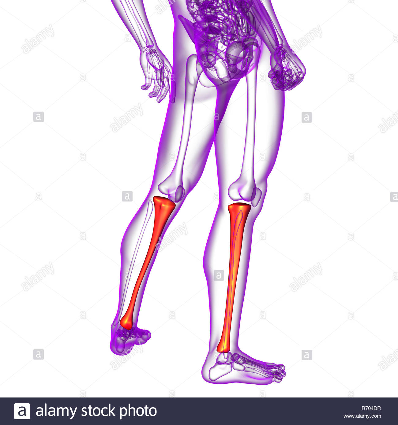 Tibial Stock Photos & Tibial Stock Images - Alamy