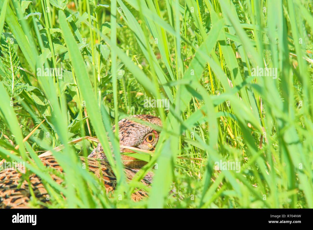 Female Common Pheasant sitting in its nest in grass Stock Photo - Alamy