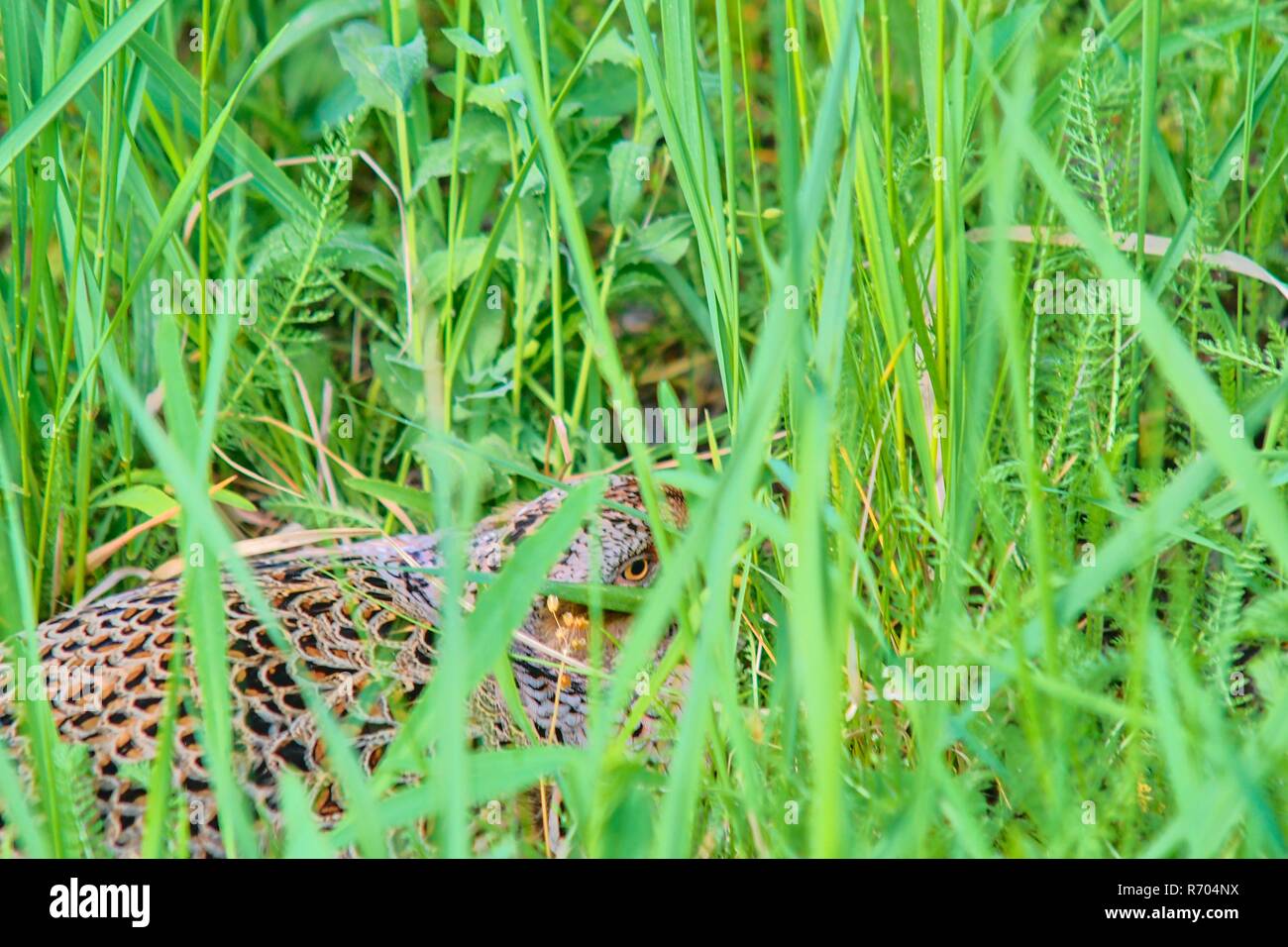 Female Common Pheasant sitting in its nest in grass Stock Photo - Alamy