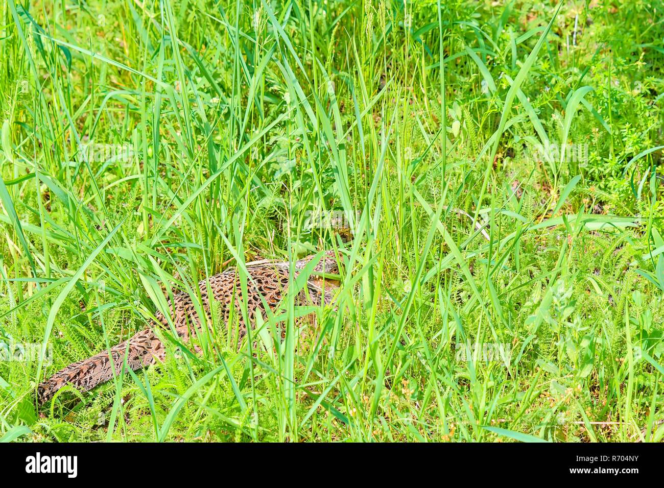 Female Common Pheasant sitting in its nest in grass Stock Photo - Alamy