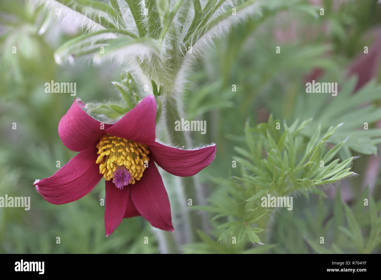 red-flowered pasque pulsatilla vulgaris Stock Photo - Alamy