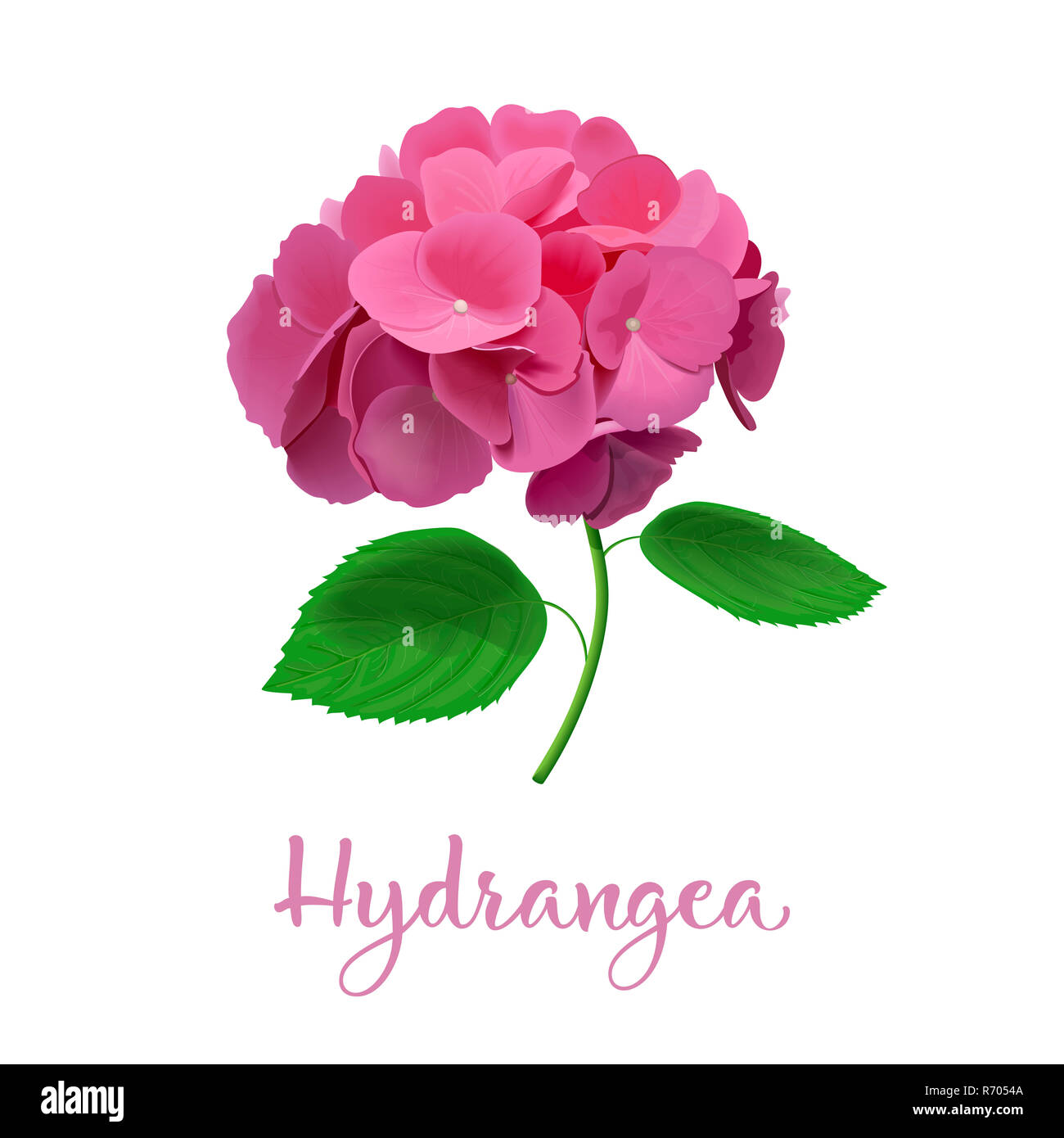 hydrangea flowers. Vector highly detailed realistic illustration ...