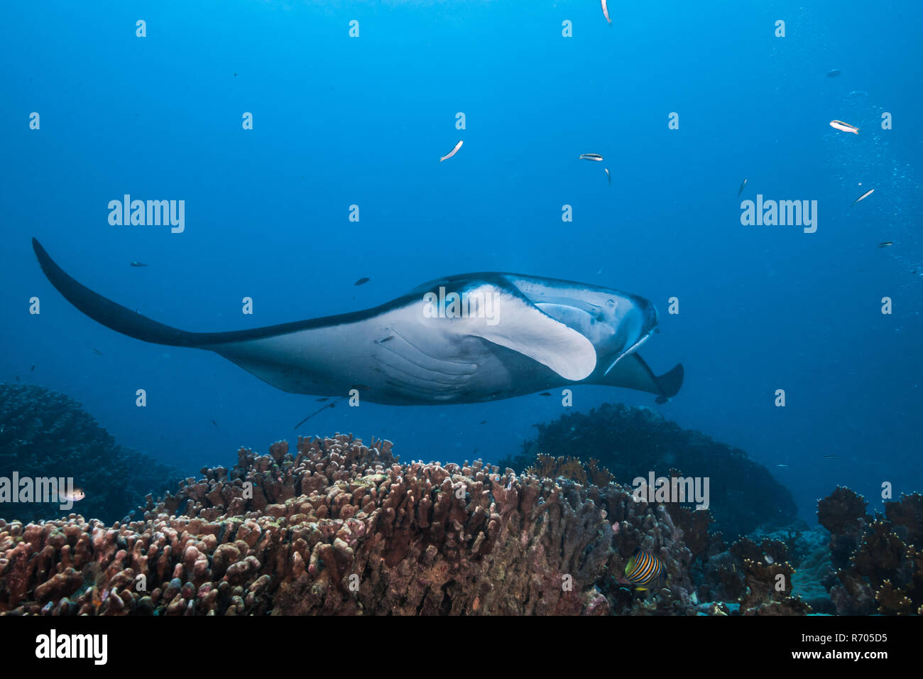 Manta ray, front view. Yap island, Federated States of Micronesia Stock ...