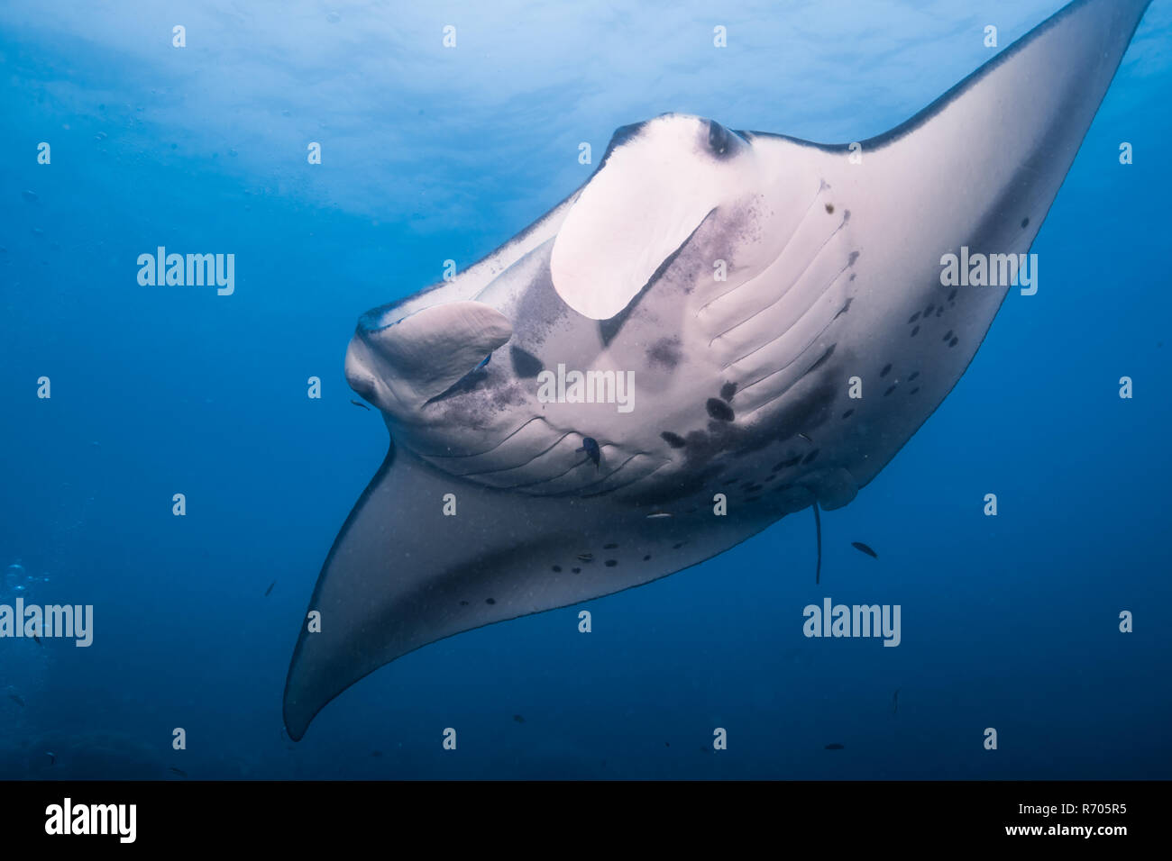 Ray fish face hi-res stock photography and images - Alamy