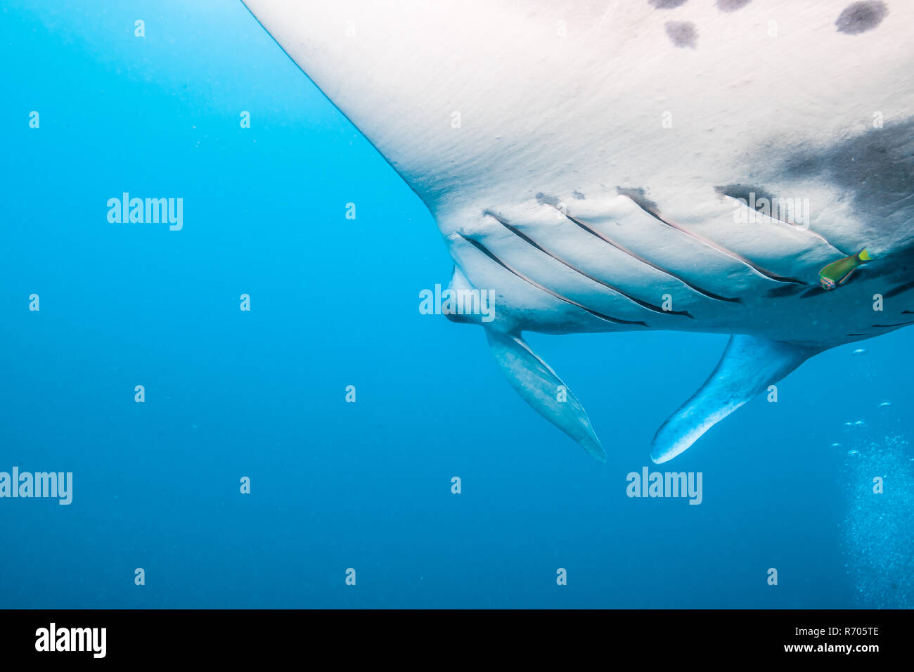 Manta ray, side view. Yap island, Federated States of Micronesia Stock ...