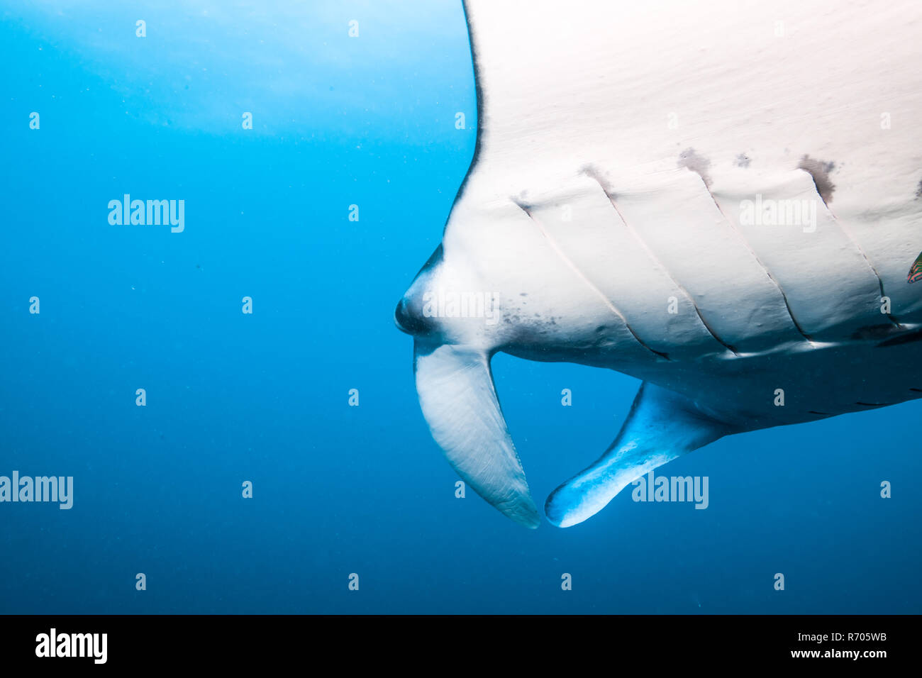 Manta ray, side view. Yap island, Federated States of Micronesia Stock ...