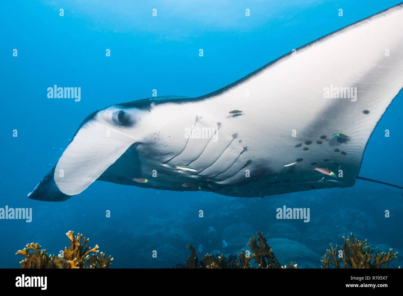 Manta ray, side view. Yap island, Federated States of Micronesia Stock ...