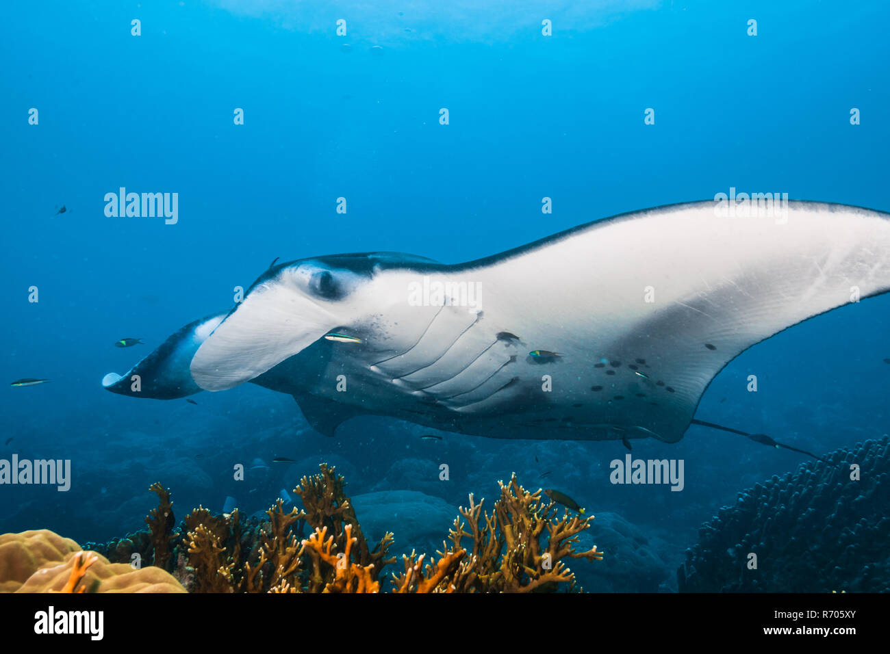 Manta ray, side view. Yap island, Federated States of Micronesia Stock ...
