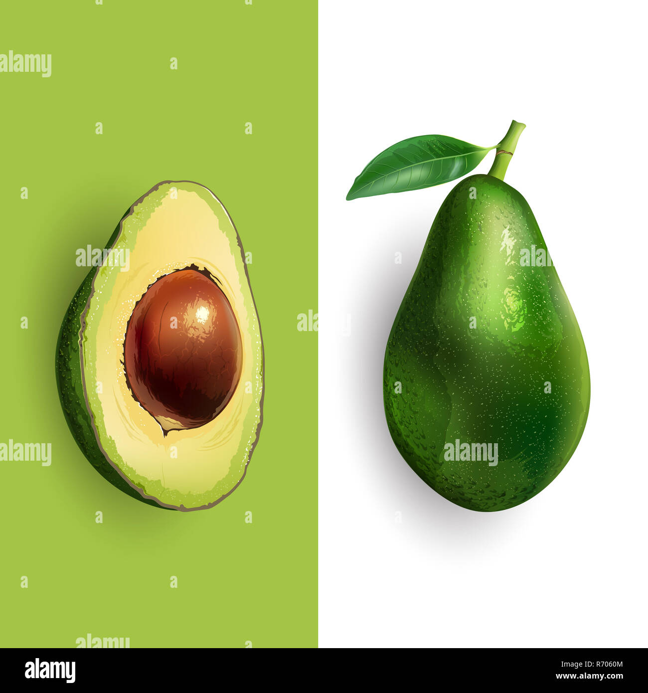 Avocado. Vector illustration Stock Photo - Alamy
