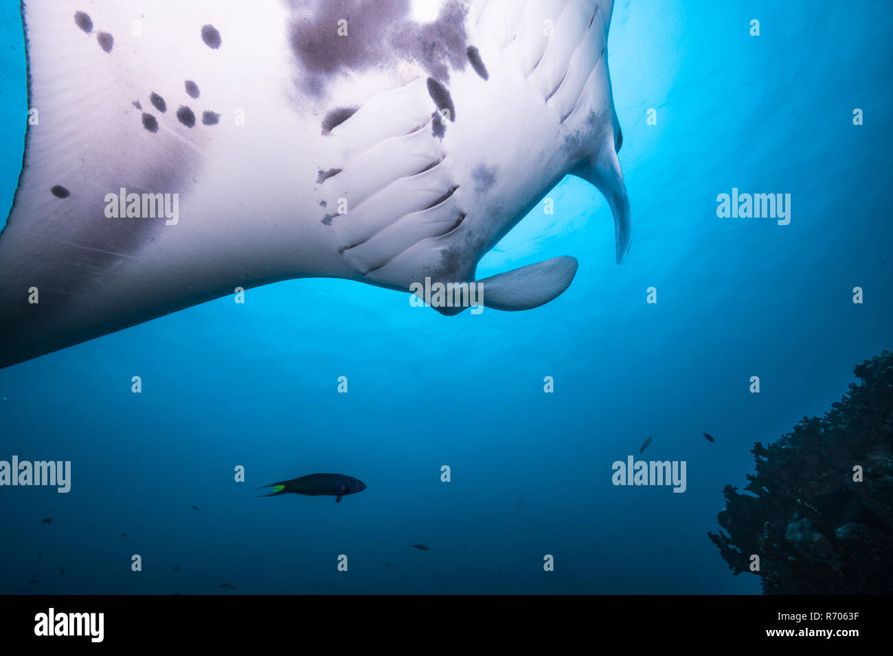 Manta ray. View from under. Abdominal black patterns are clues to ...