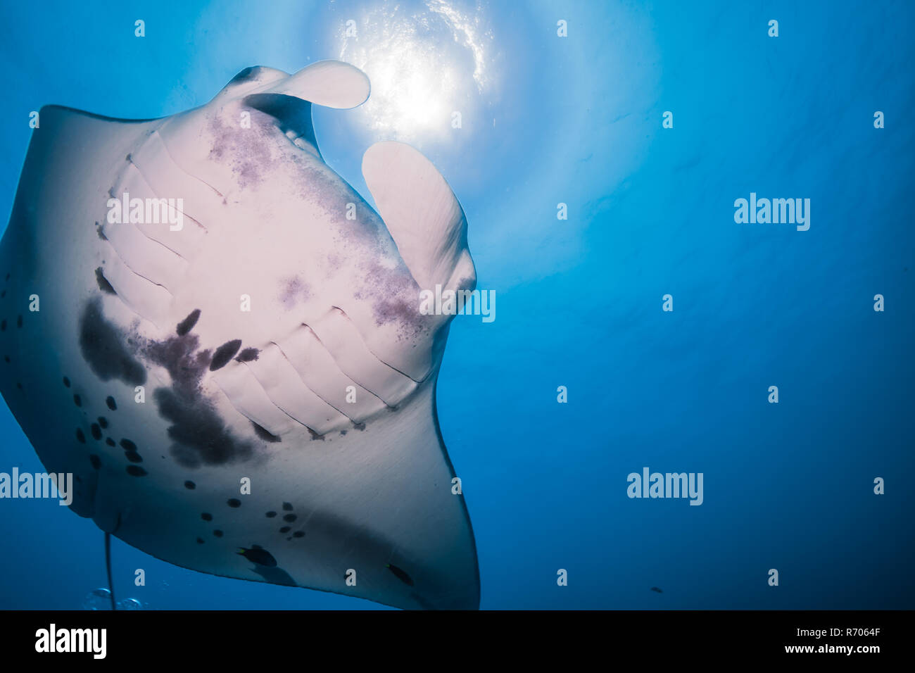 Manta ray. View from under. Abdominal black patterns are clues to ...