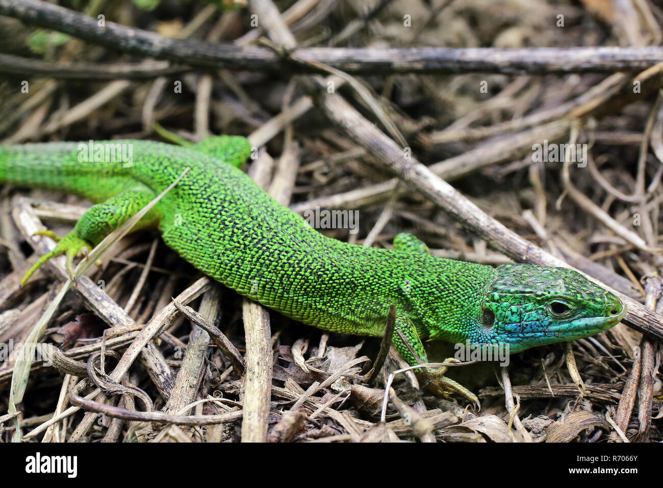 a male of the emerald lizard lacerta viridis wildlife Stock Photo - Alamy