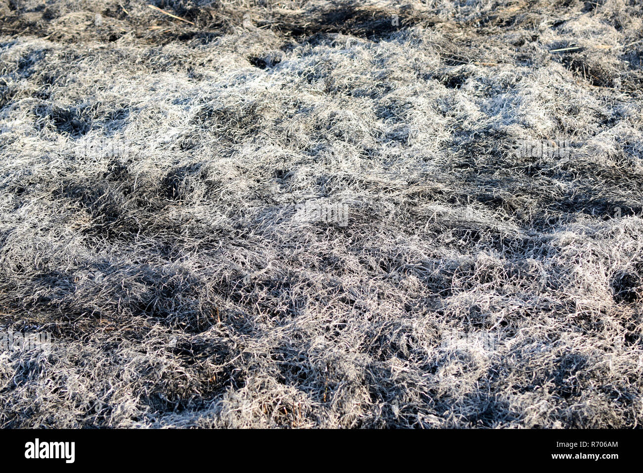 Background texture burnt grass, ash grass Stock Photo - Alamy