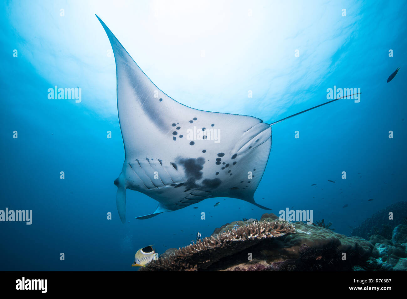 Manta ray. View from under. Abdominal black patterns are clues to ...