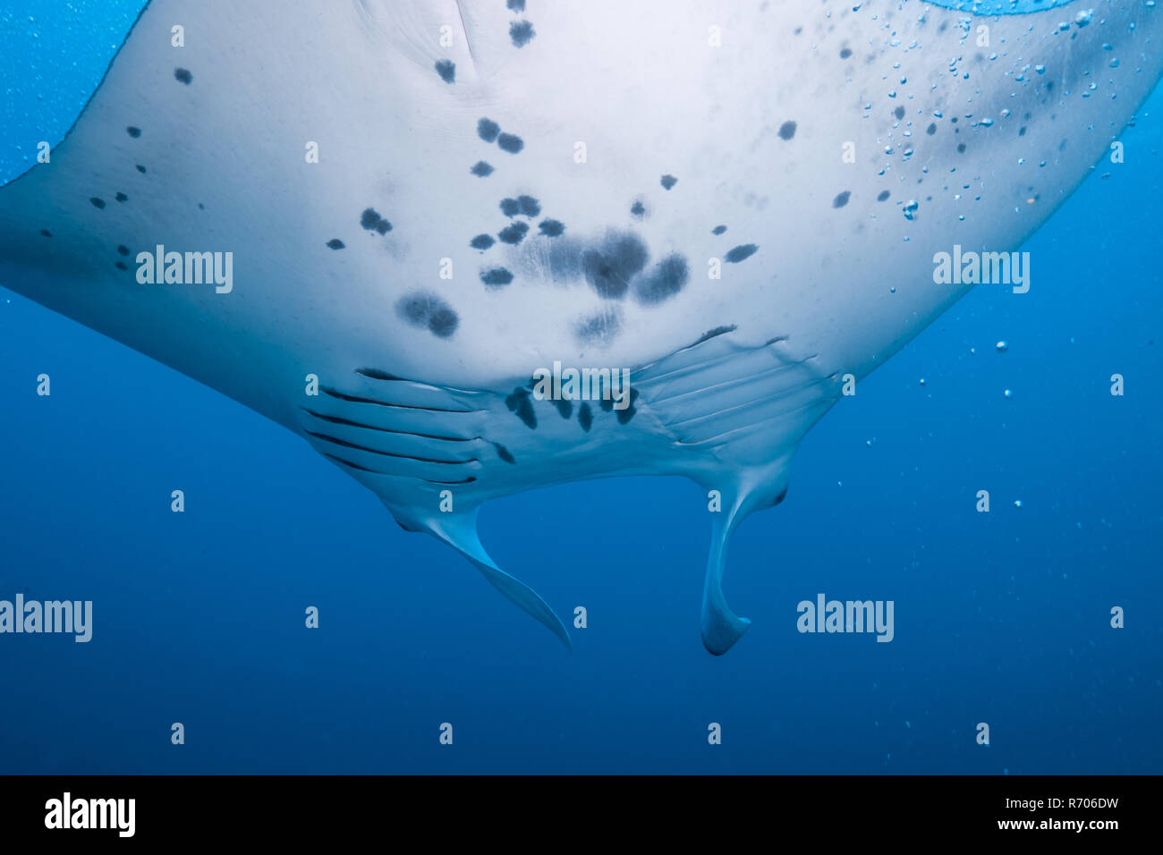 Manta ray. View from under. Abdominal black patterns are clues to ...