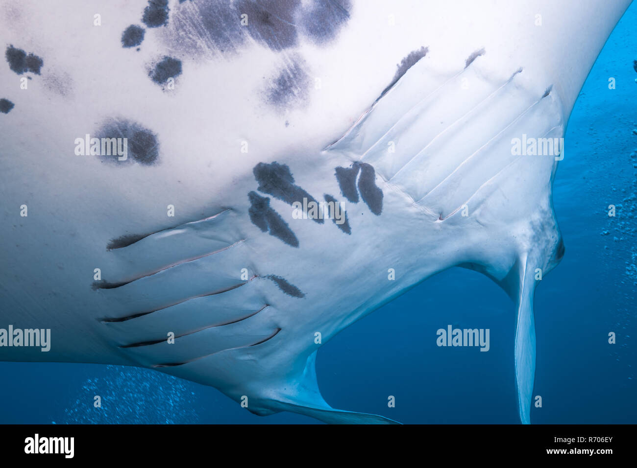 Manta ray. View from under. Abdominal black patterns are clues to ...