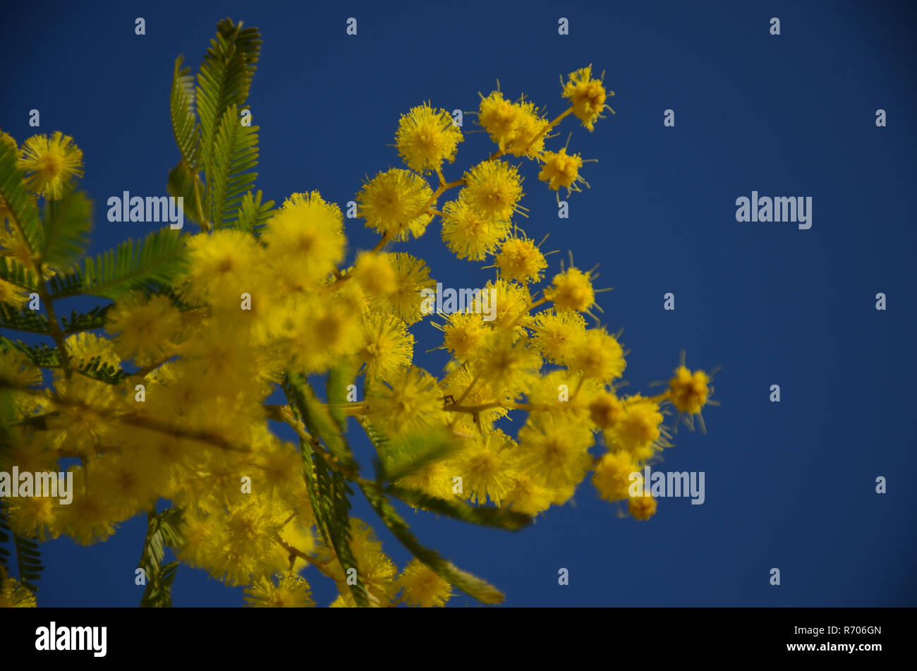 Nice mimosa tree hi-res stock photography and images - Alamy
