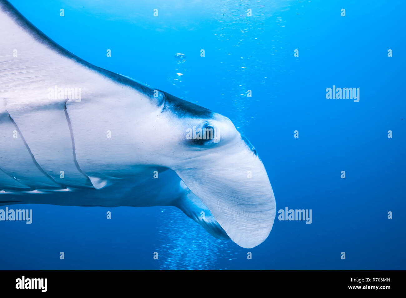 Manta ray, side view. Yap island, Federated States of Micronesia Stock ...