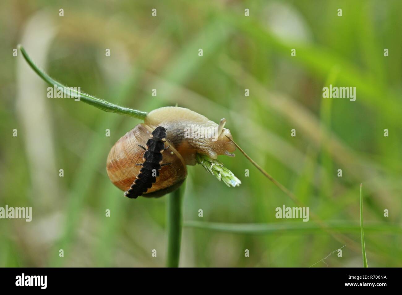 great firefly larvae (lampyris noctiluca) larva attacks young snail ...