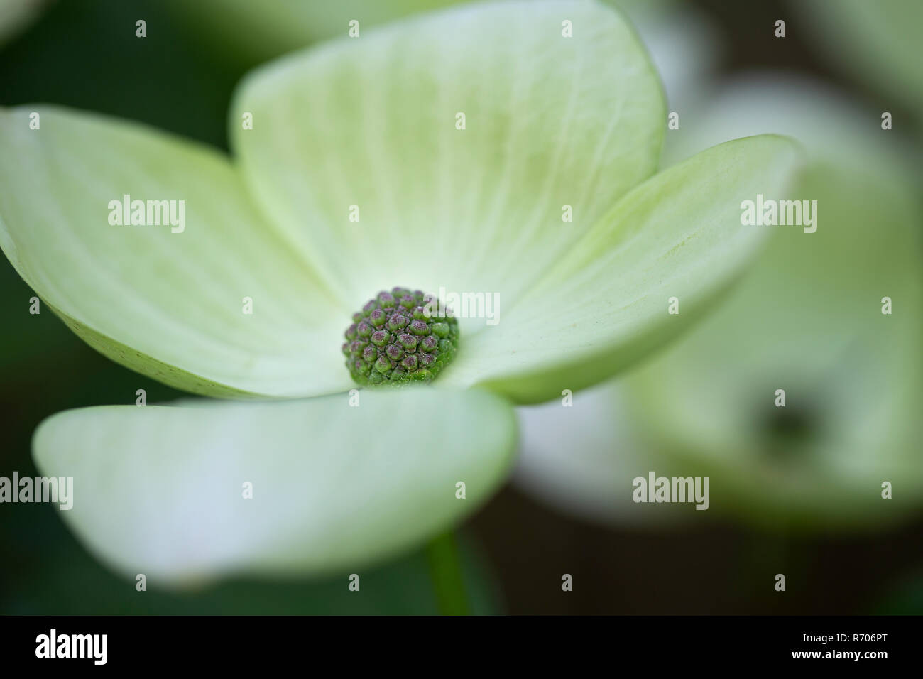blooming flower dogwood (cornus kousa Stock Photo - Alamy