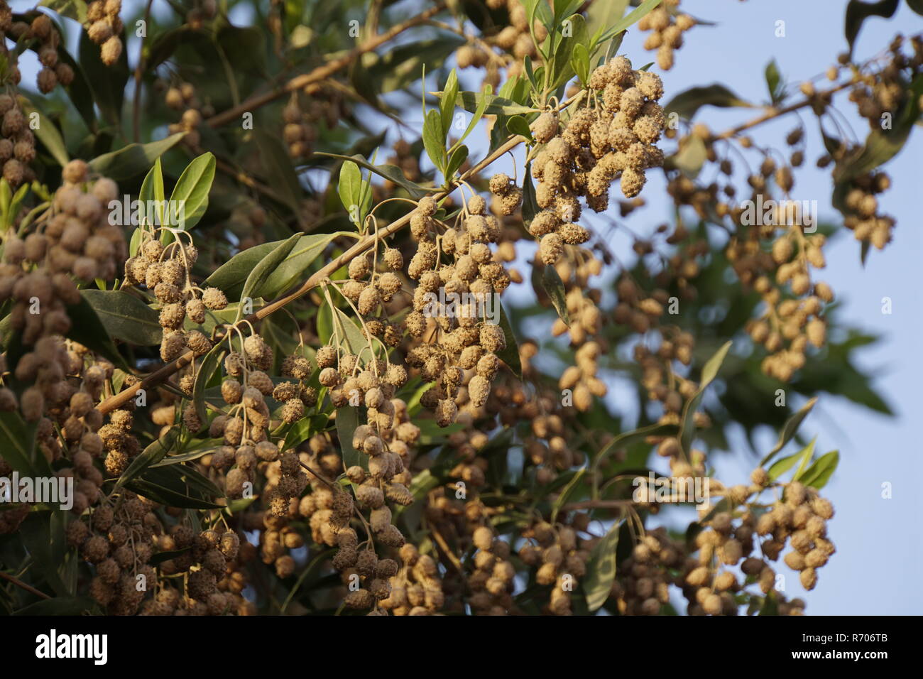 button mangrove (conocarpus erectus Stock Photo - Alamy