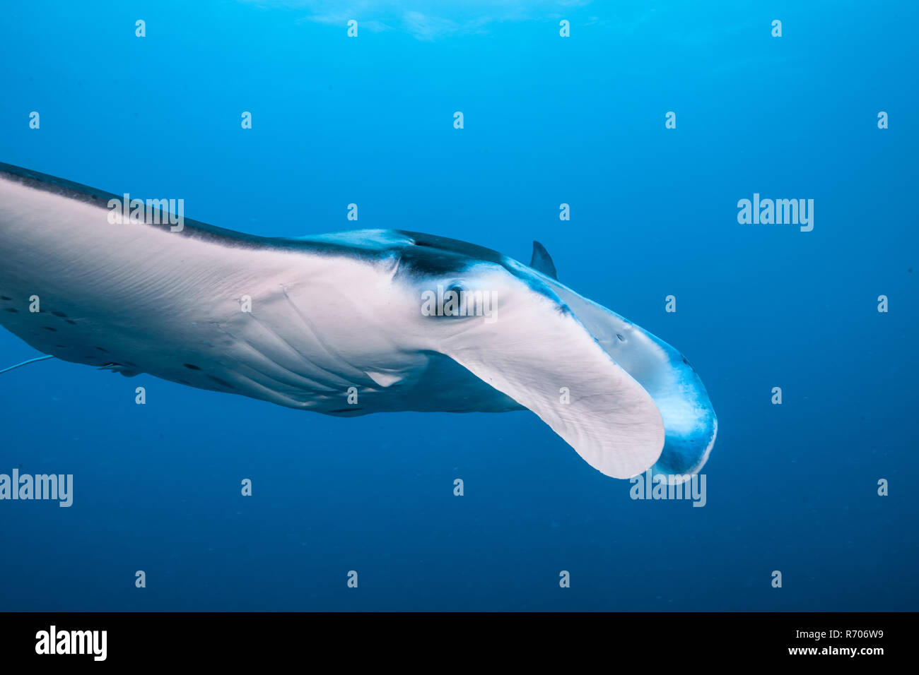 Manta ray, side view. Yap island, Federated States of Micronesia Stock ...