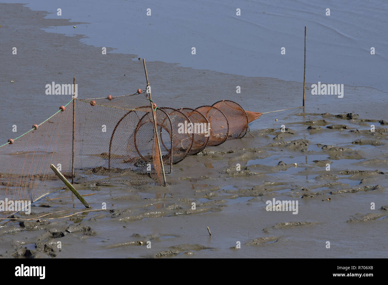 Mud eel hi-res stock photography and images - Alamy