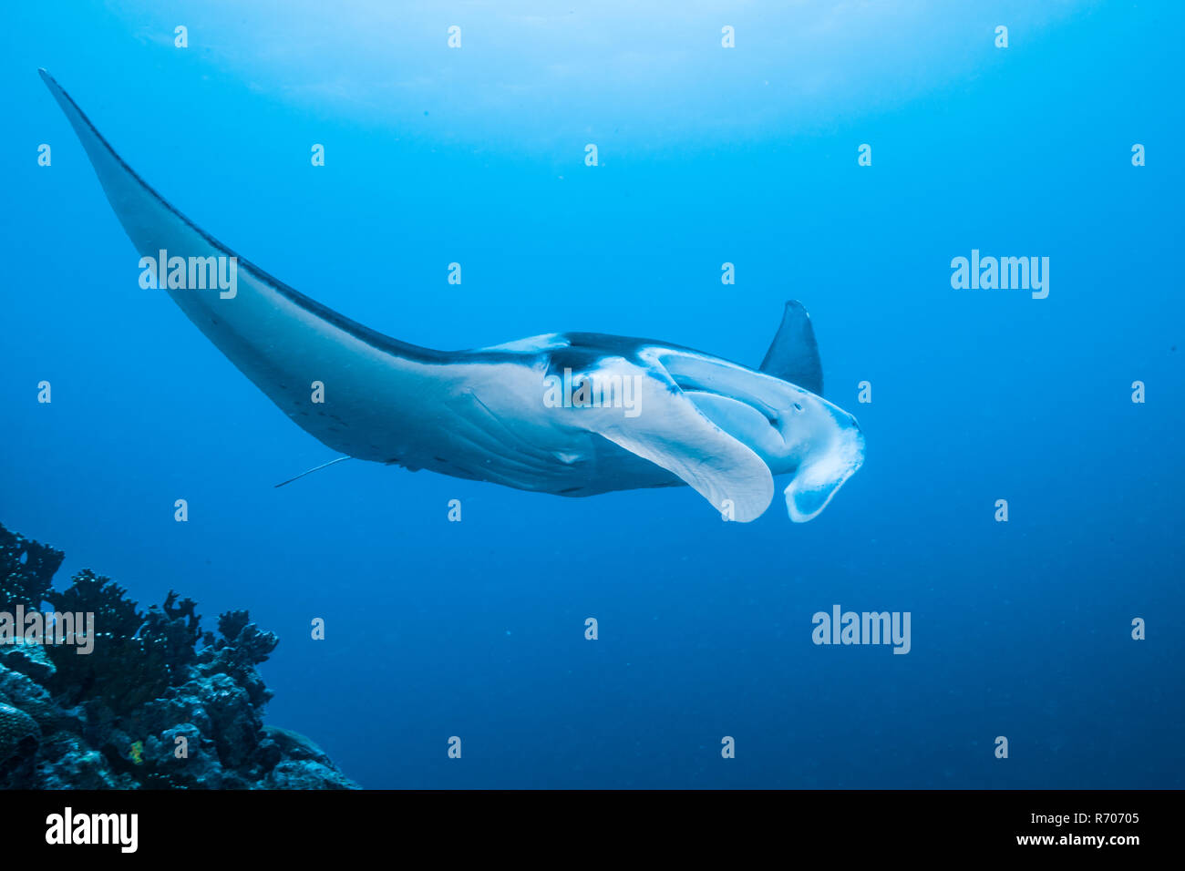 Manta ray, side view. Yap island, Federated States of Micronesia Stock ...