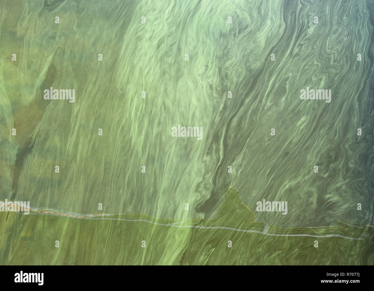 Algae polluted water Stock Photo - Alamy