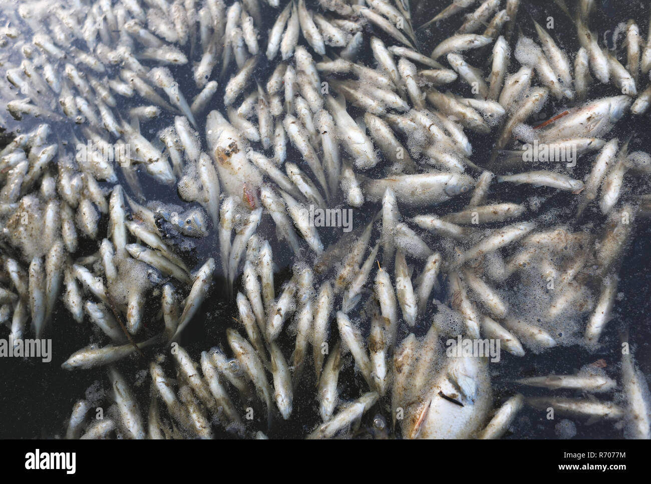 Dead fish in water Stock Photo - Alamy
