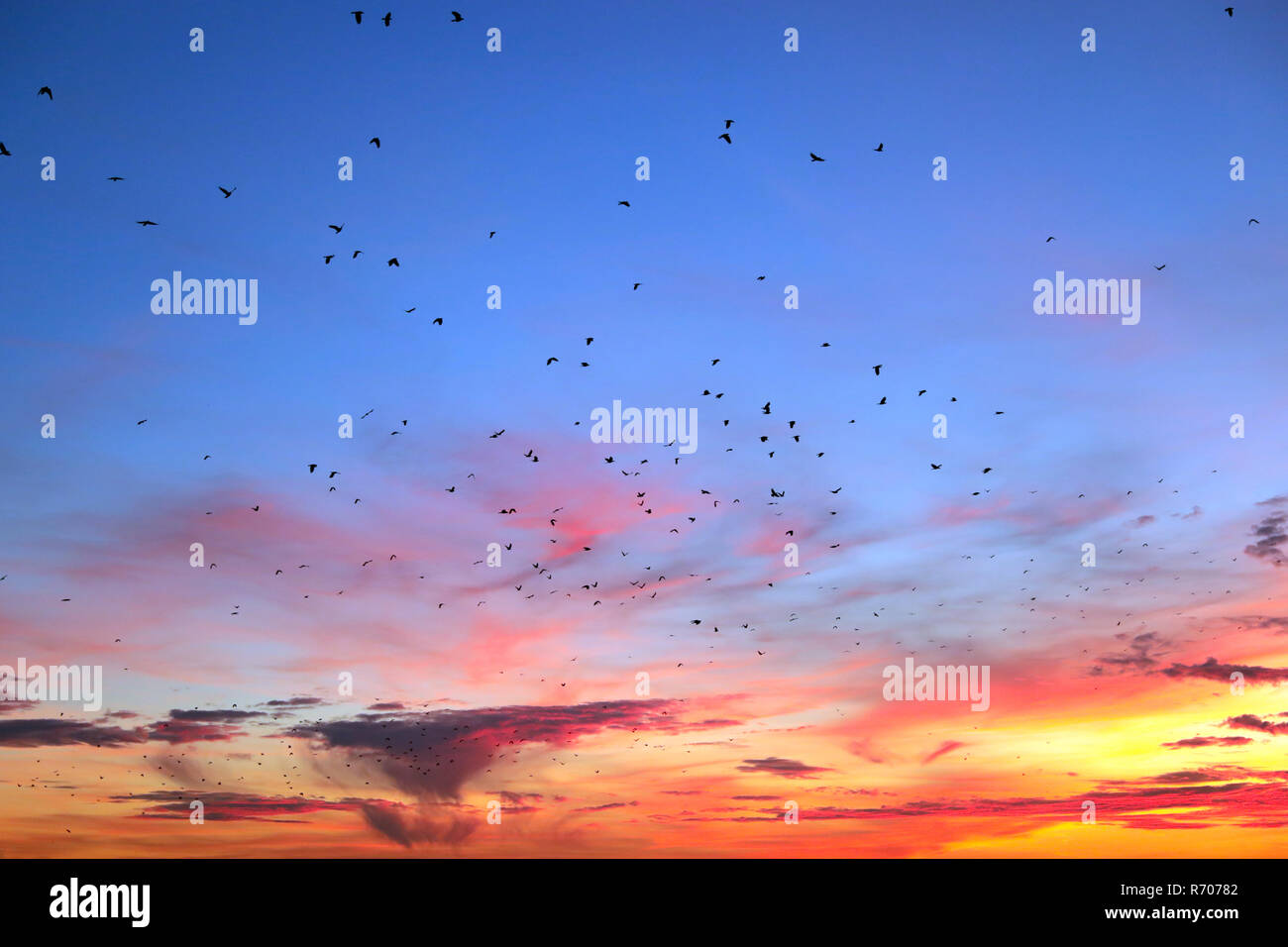 Swarm of crows hi-res stock photography and images - Alamy