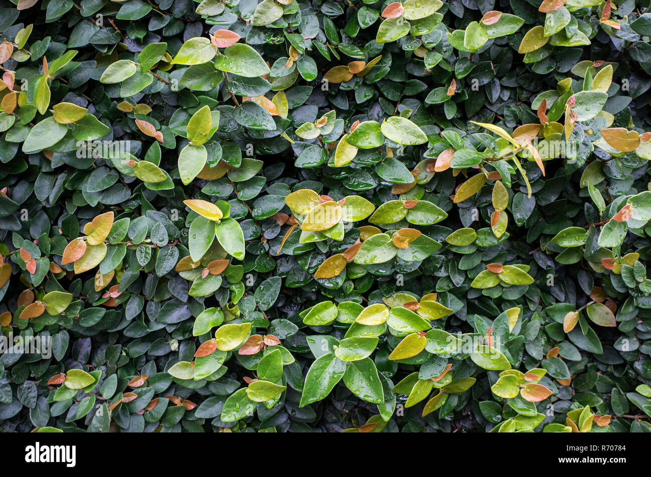 Ficus pumila plant hi-res stock photography and images - Alamy