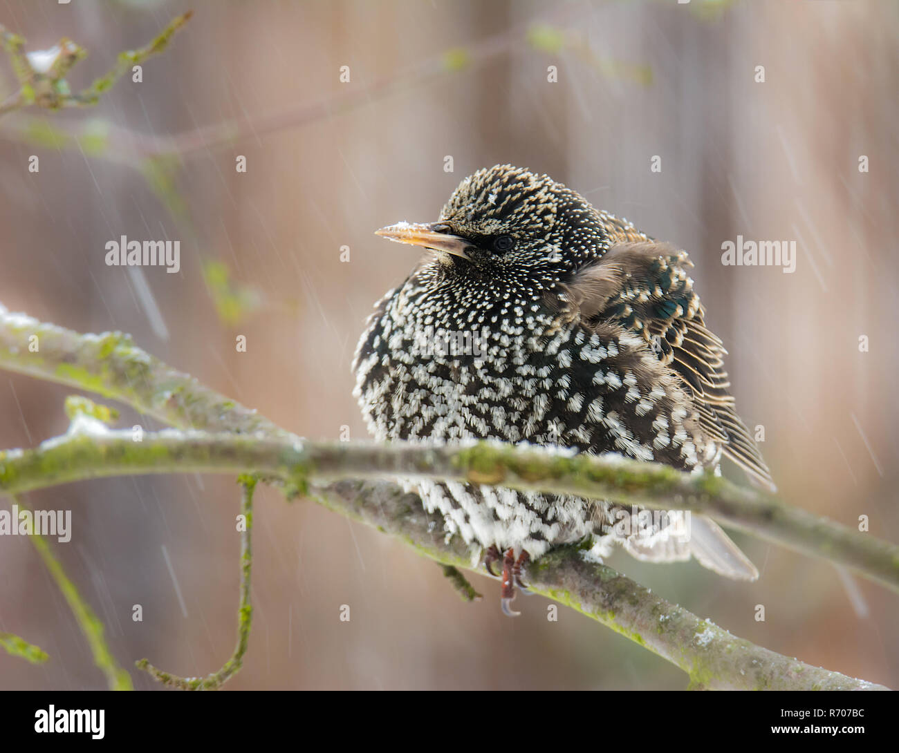Closeup of a common starling Stock Photo - Alamy