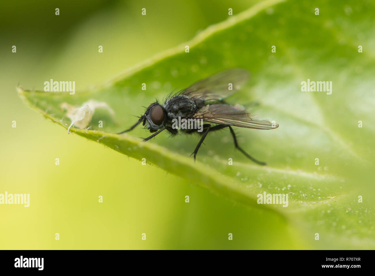 Echte fliege hi-res stock photography and images - Alamy